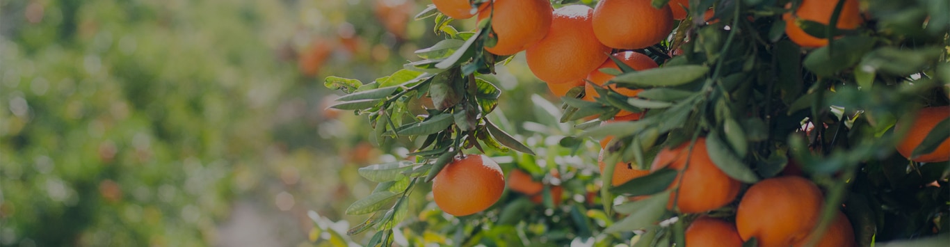 Crop and Orchard Management - Adroit North America