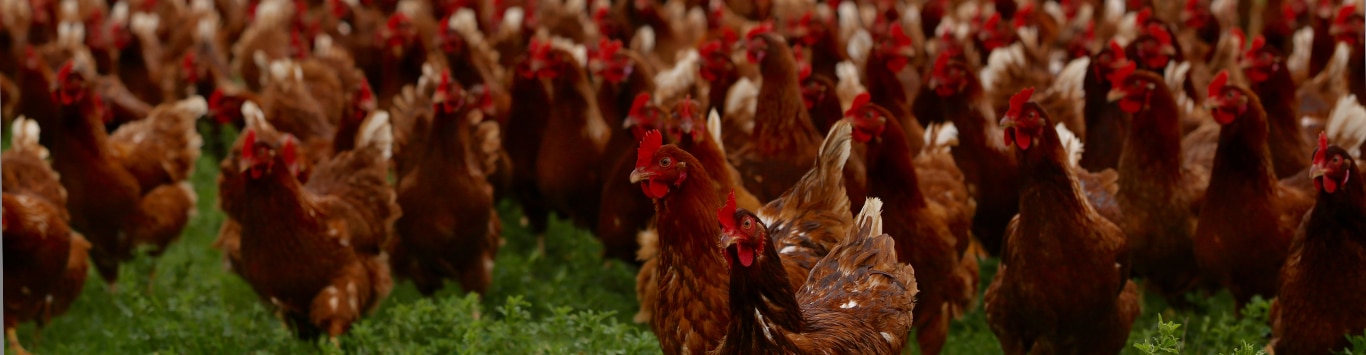 Poultry Farms - Adroit North America